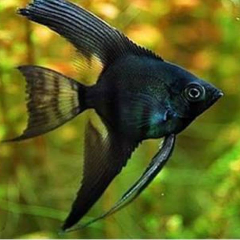 Jual IKAN HIAS AQUARIUM MANFISH BLACK PARAIBA ANGELFISH AIR TAWAR ...