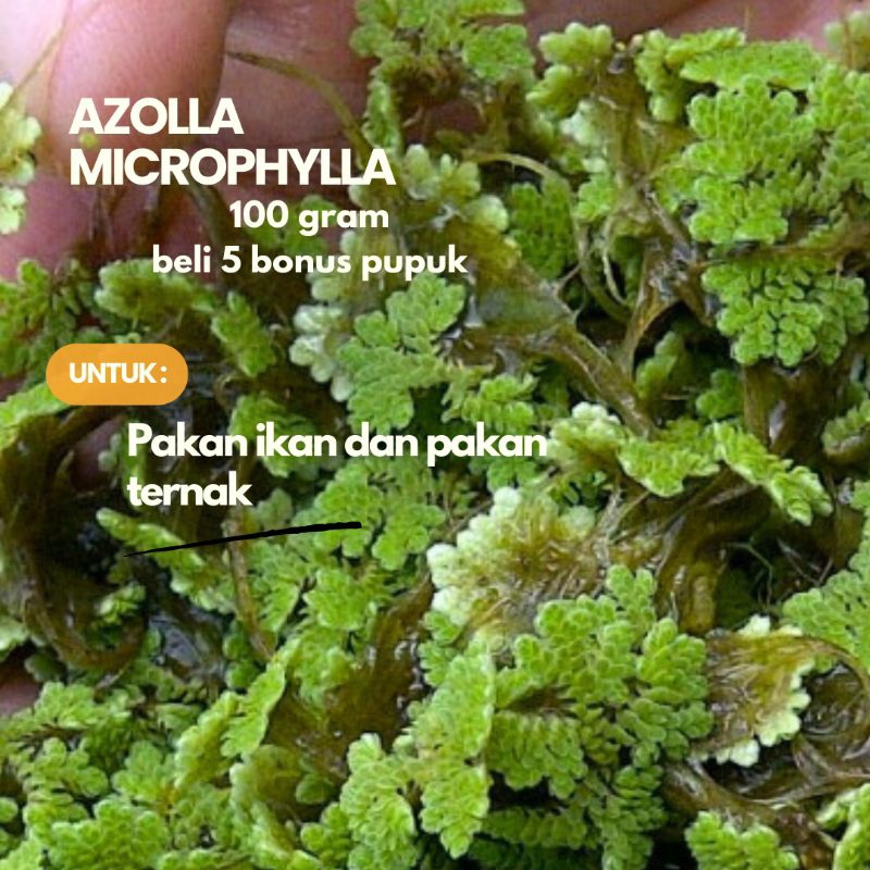 Jual azolla microphylla pakan ikan dan ternak 100 gram | Shopee Indonesia