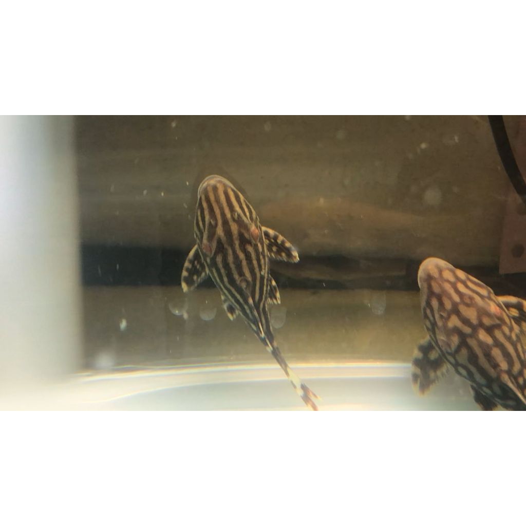 Jual Pleco L190 Royal Pleco 4-6cm | Shopee Indonesia