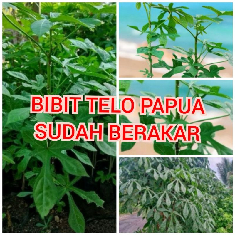 Jual Bibit telo papua SUDAH ADA AKAR singkong papua BERAKAR buat pakan ...