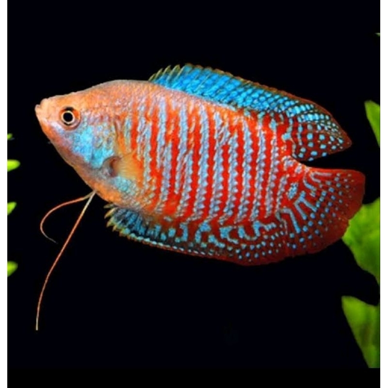 Jual Hiasan Aquarium / sepat Alius | Shopee Indonesia