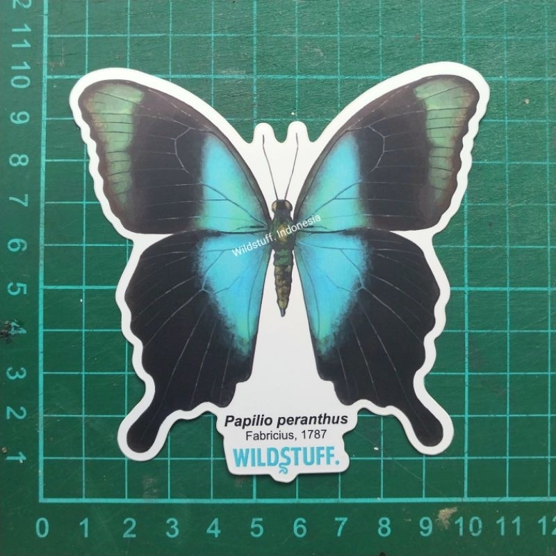 Jual Sticker Wildstuff Seri Serangga Arthropoda Kupu-kupu Papilio ...