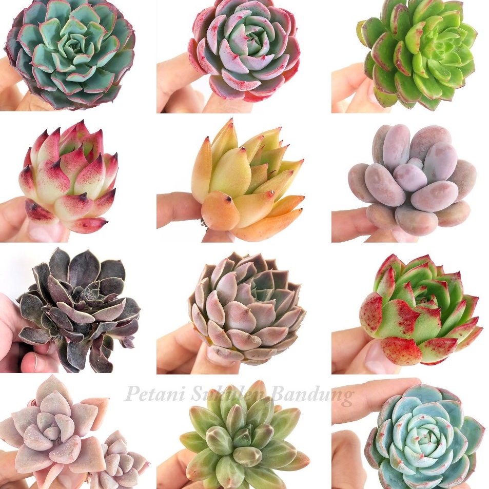 Jual Big Sale Kaktus Sukulen Mini PILIH jenis GRATIS POT sekulen mini ...