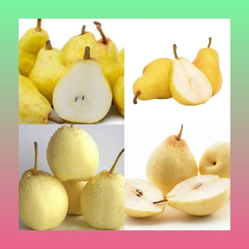 Jual Buah pir segar 1 kg | Buah pir Century 1 kg | Pir manis segar ...