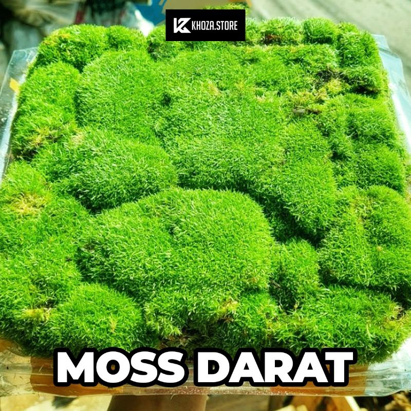 Jual moss darat paludarium vivarium terrarium moss weeping mos java ...