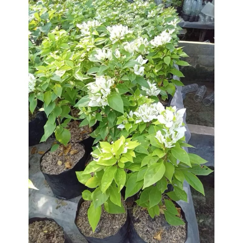 Jual Tanaman Bugenvil Sj original impor gradasi | Shopee Indonesia