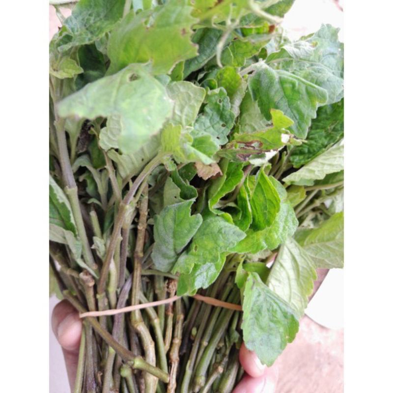 Jual bibit pucuk Nilam isi 50 pohon/tanaman Nilam/Nilam Aceh | Shopee ...