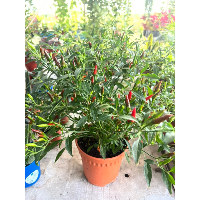 Jual 【 PAKET 4 POHON 】Tanaman Hidup Cabe Rawit Setan Cabai Rawit ...