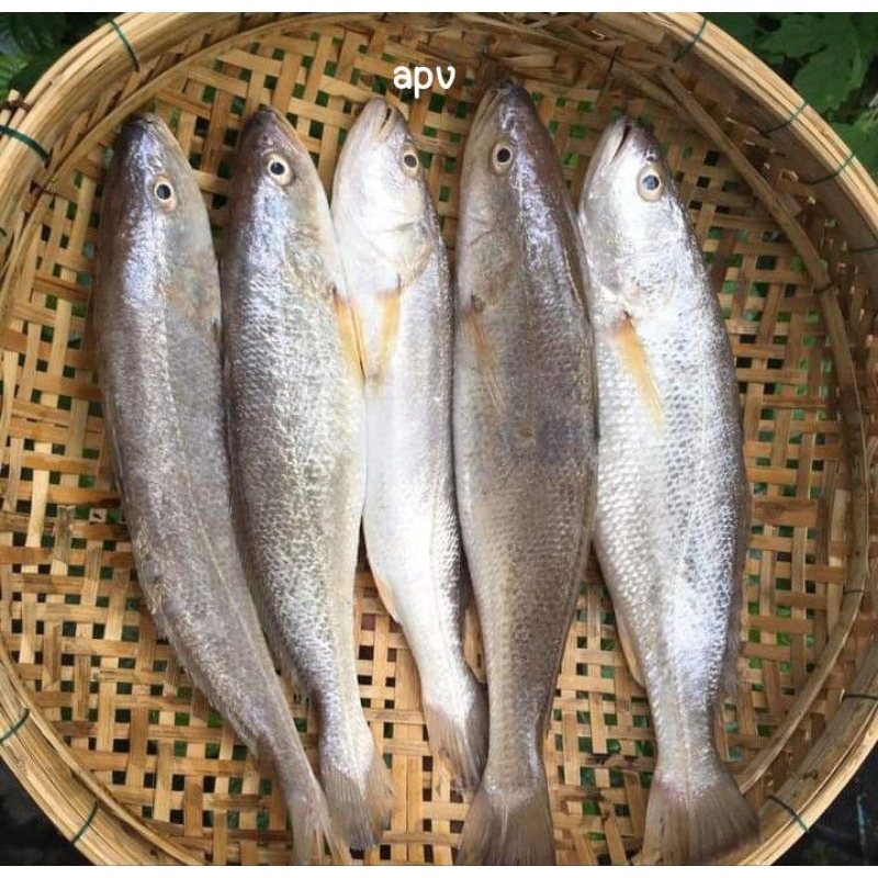 Jual ikan Laosan/senangin/bandeng laut segar fresh | Shopee Indonesia