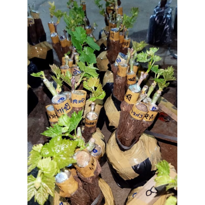 Jual BIBIT ANGGUR IMPORT JUMBO SIAP SEMAI BISA COD | Shopee Indonesia