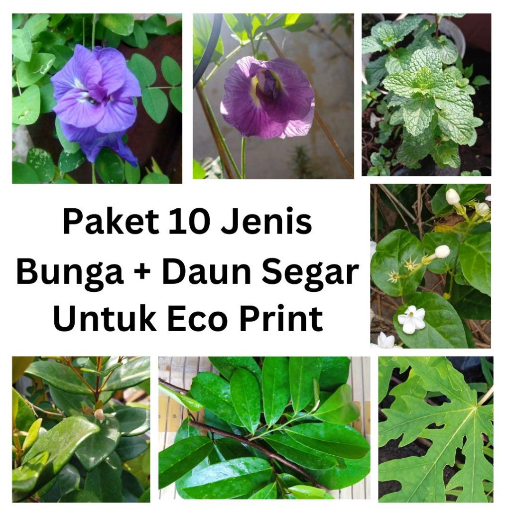 Jual Paket 10 Jenis Bunga Dan Daun Organik Segar Langsung Petik Dari ...