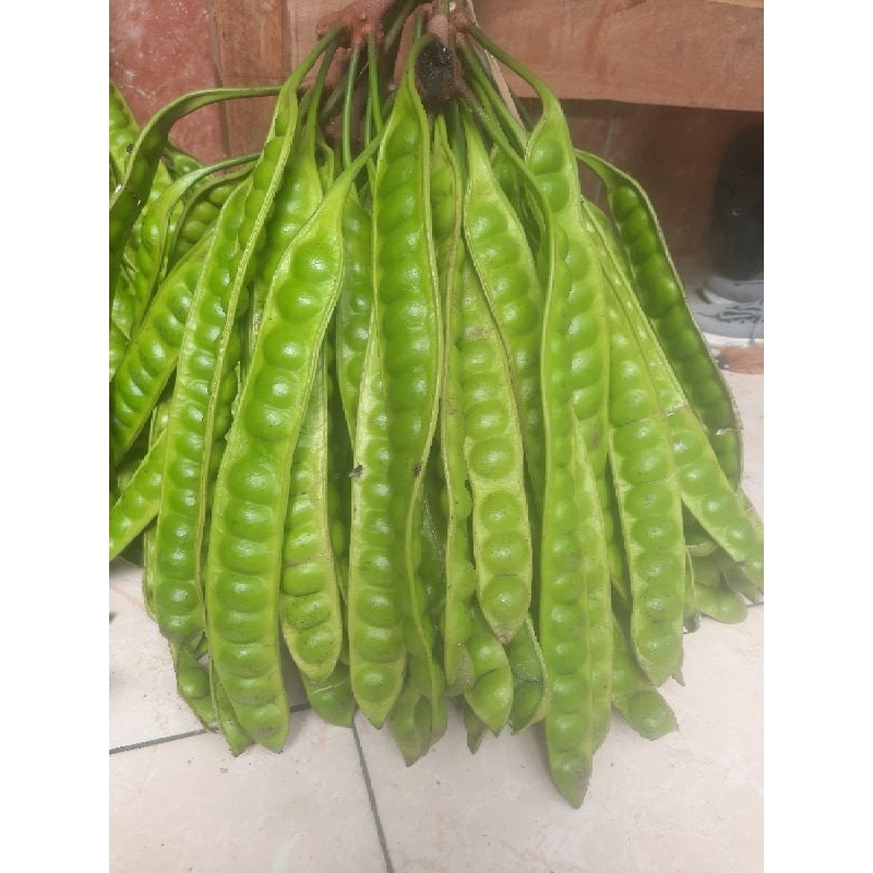 Jual pete tua 1 papan pete padi | Shopee Indonesia