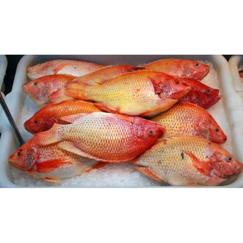 Jual Ikan Nila Merah Hidup Nila Segar Nila Frozen 1 Kg | Shopee Indonesia