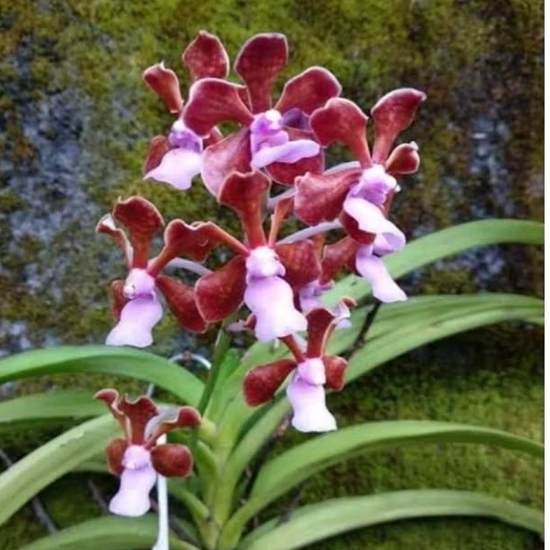 Jual Anggrek Vanda Perplexa Plant jumbo | Shopee Indonesia