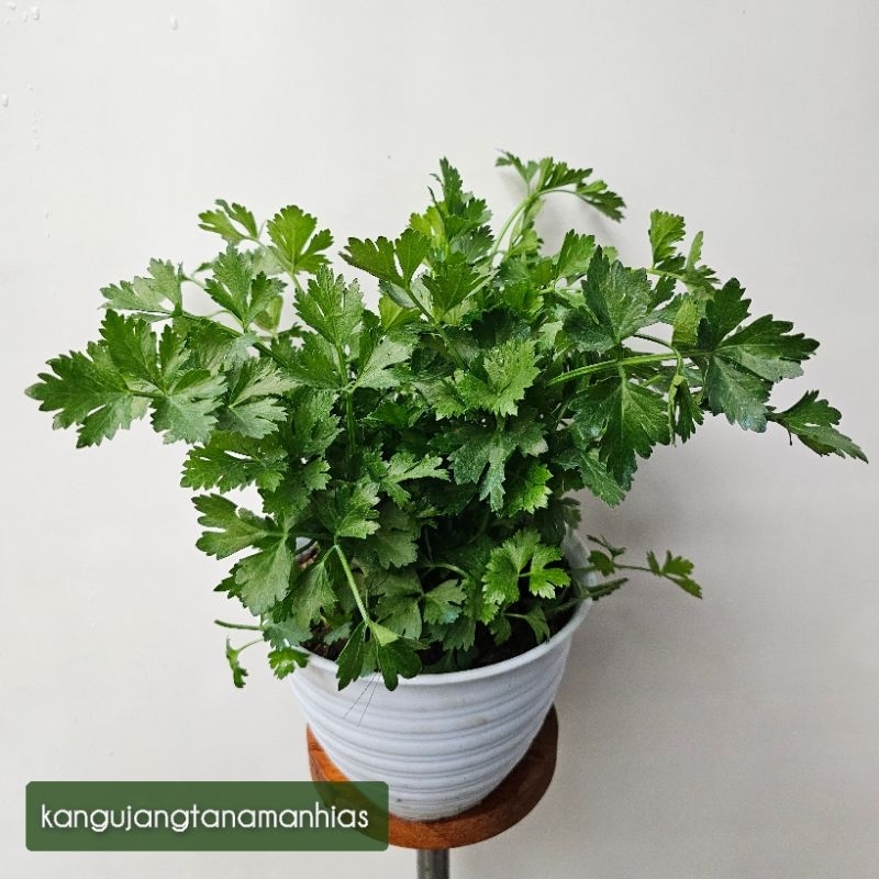 Jual 1 POT TANAMAN SLEDRI SELEDRI ( SIAP KONSUMSI ) | Shopee Indonesia
