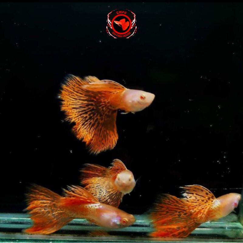Jual Stiker Guppy Albino snakeskin redlace rosetail | Shopee Indonesia