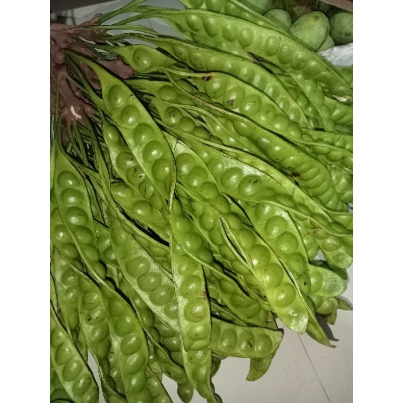 Jual Pete Jawa,,asli kediri jumlah 10 papan/10 batang | Shopee Indonesia