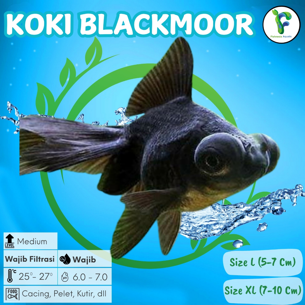 Jual IKAN MAS KOKI BLACKMOORE / MAS KOKI BLACKMOOR / KOKI HITAM - IKAN ...