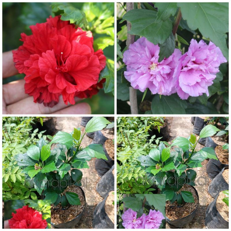 Jual Bibit Tanaman Bunga Sepatu Tumpuk ( Sudah Berbunga ) | Shopee ...