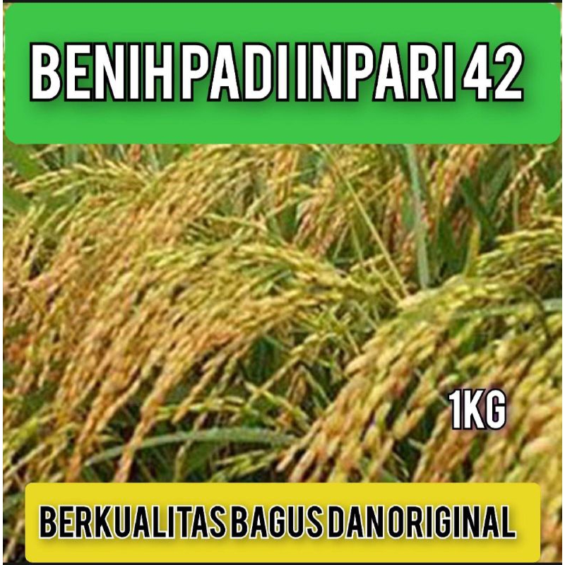Jual BIBIT PADI INPARI 42 BERKUALITAS KEMASAN 1KG | Shopee Indonesia