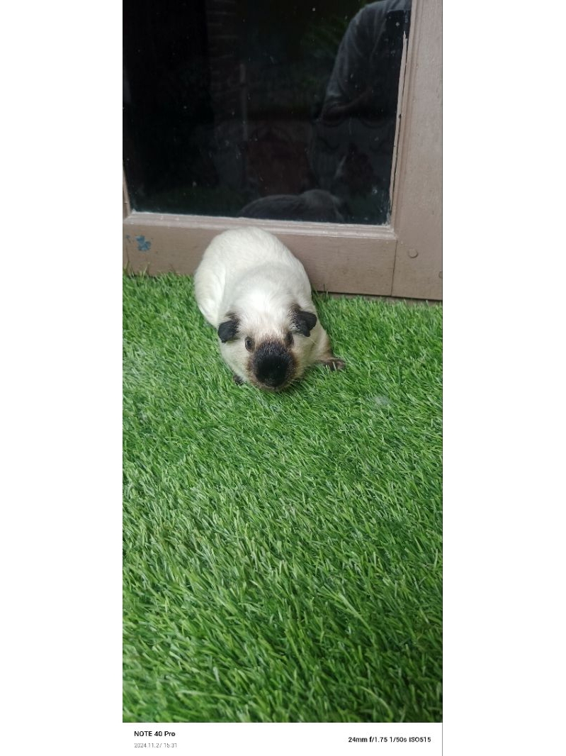 Jual marmut/guinea pig california putih | Shopee Indonesia