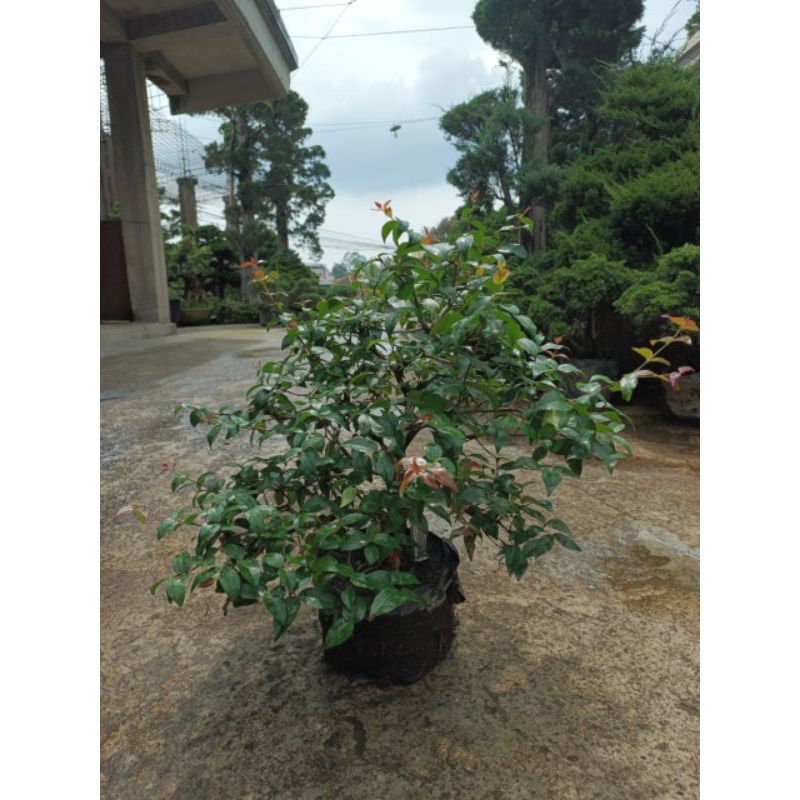 Jual POHON DEWANDARU CEREMAI BELANDA Tanaman Hias Sianto Sudah Besar ...