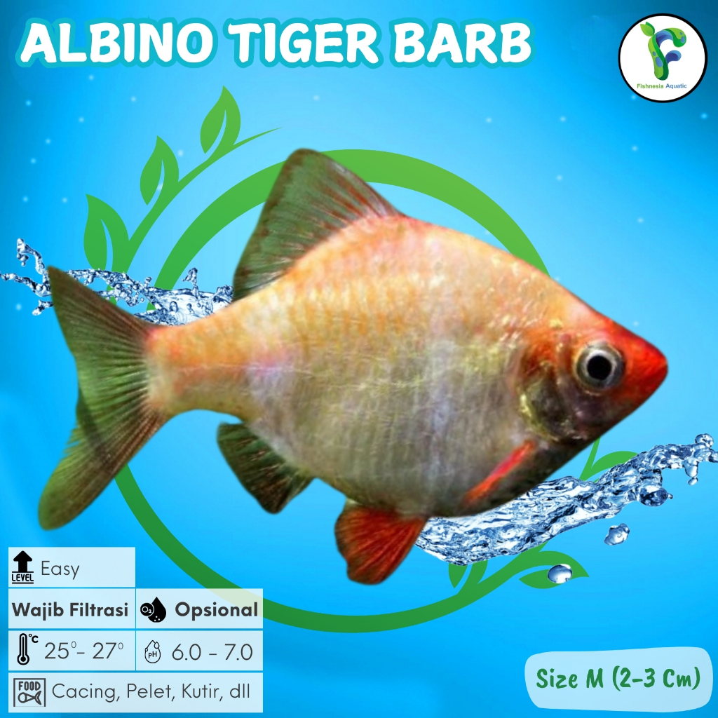 Jual Ikan Hias Aquascape Sumatra Albino Tiger Barb Tankmate/Pemakan ...