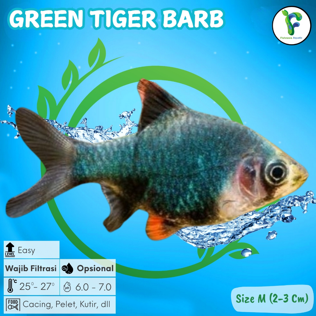 Jual IKAN GREEN TIGER BARB / SUMATRA HIJAU / PEMAKAN KUTU KOI TANKMATE ...