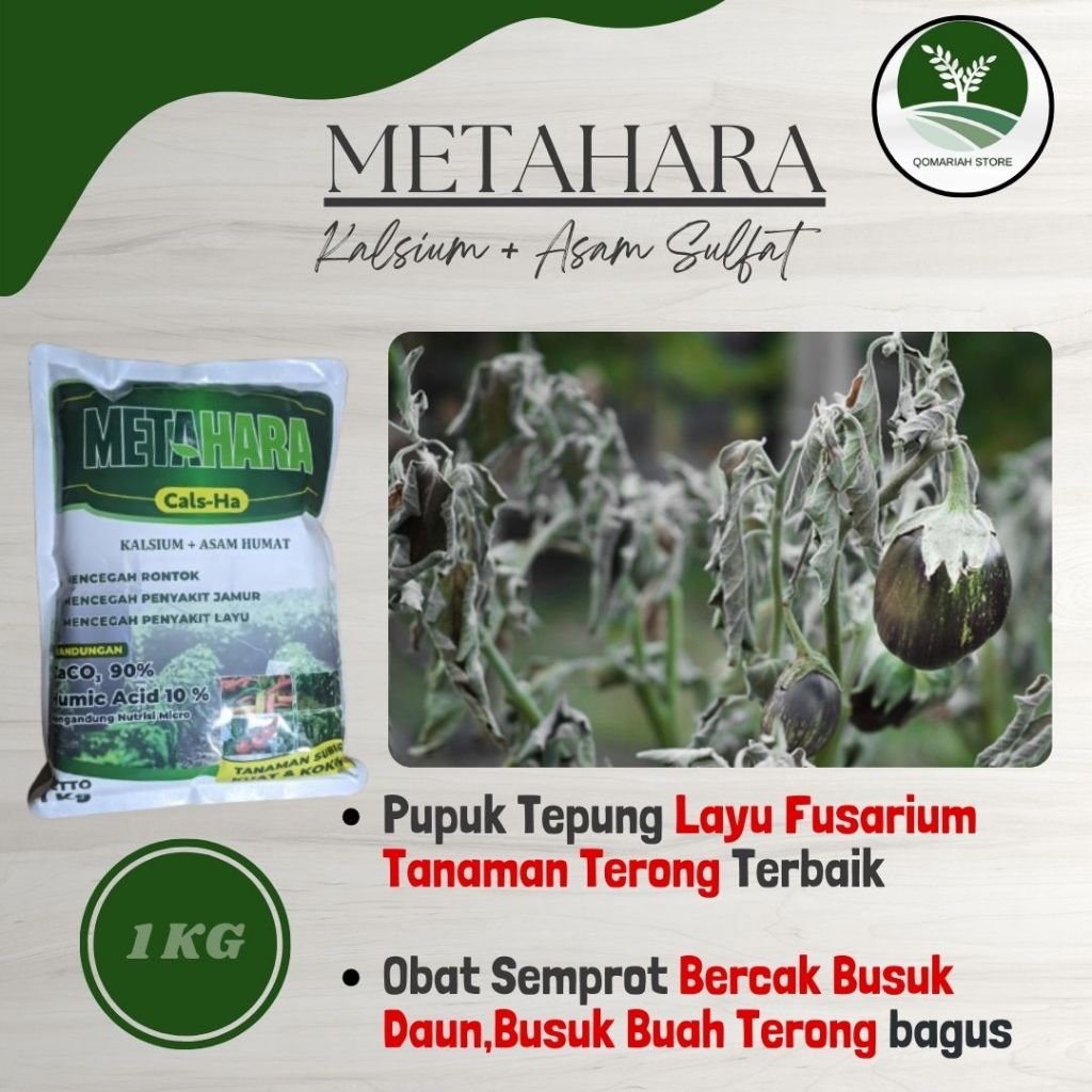 Jual Obat Layu Fusarium Tanaman Terong Paling Bagus - METAHARA 1KG ...