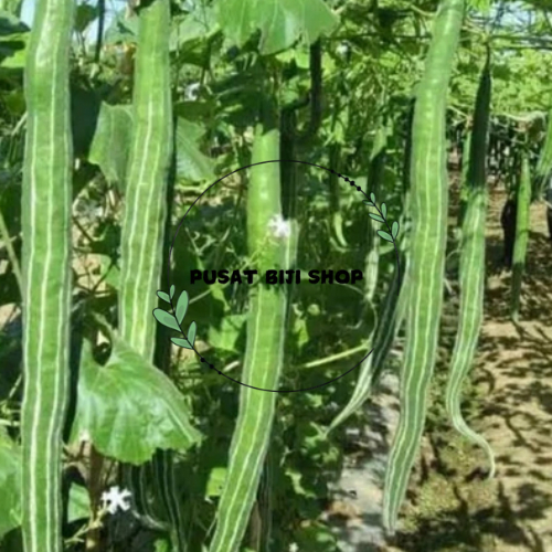 Jual Bibit Biji Pare Panjang Benih Pare Jumbo Besar Big Seed Sayur ...