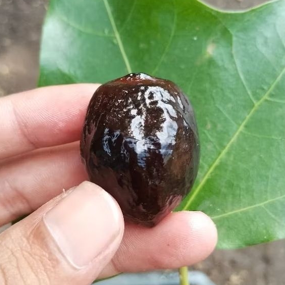 Jual MUNCANG ADU JAYANTI ORI GARUT | Shopee Indonesia