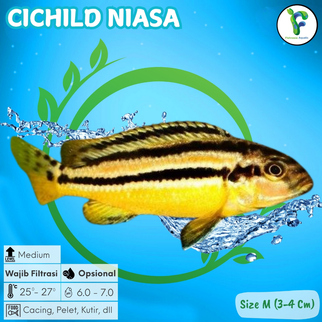 Jual Ikan Niasa Cichild Cichlid CIchla Siklid - Ikan Hias Air Tawar ...