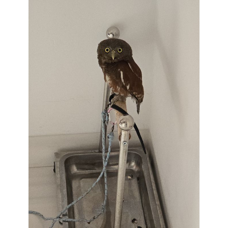 Jual Burung Hantu JO / Javan Owlet | Shopee Indonesia