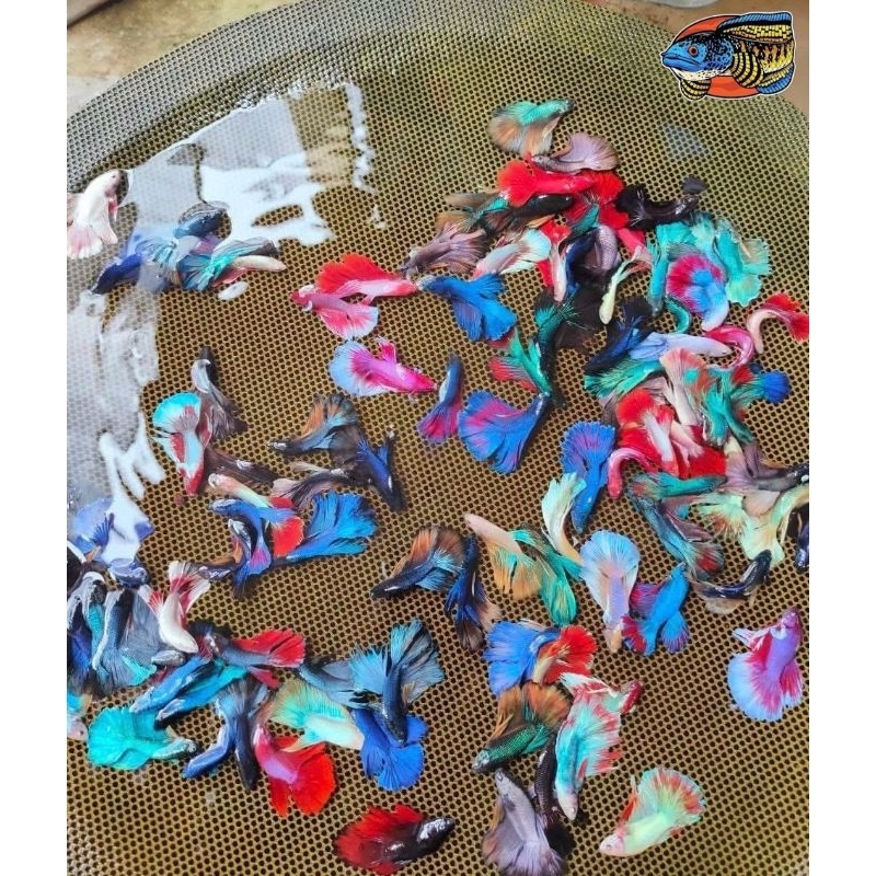 Jual cupang hm premium singel tank isi 10 | Shopee Indonesia