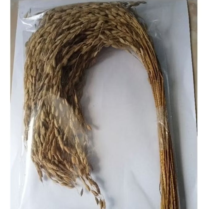 Jual Paket perikat benih padi ketan hitam super isi 30 batang | Shopee ...