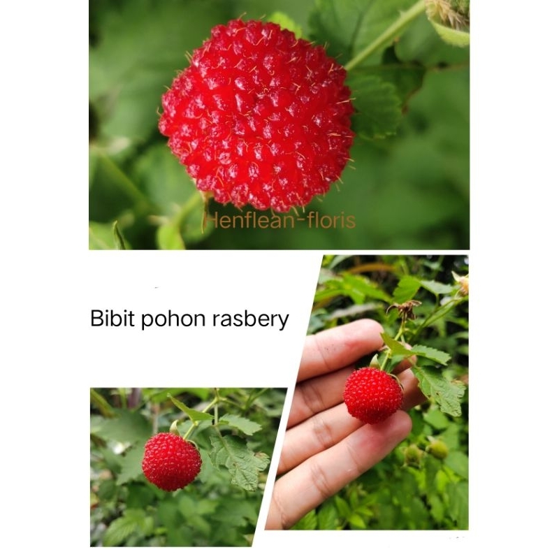 Jual Bibit tanaman rasbery (Robus rosifolius) | Shopee Indonesia