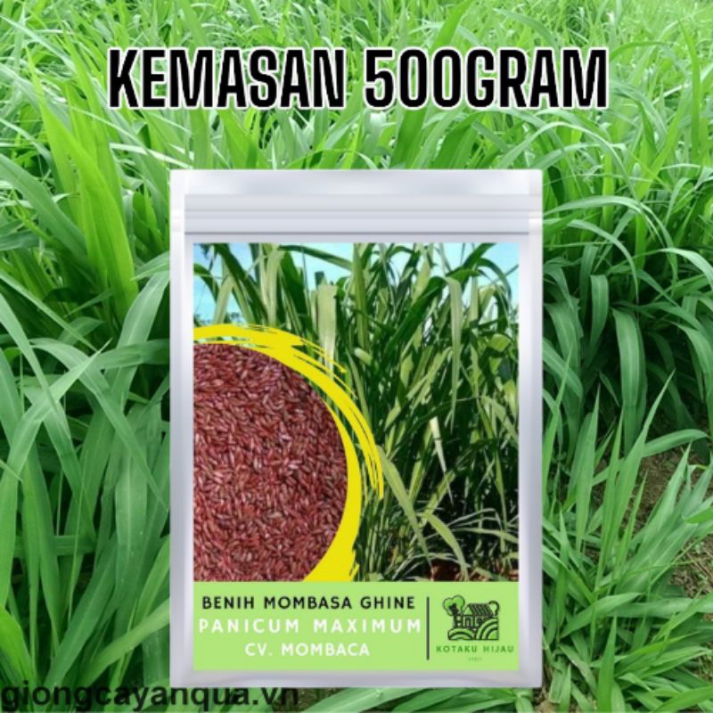 Jual Benih rumput mombaca Ghine 500gram urban farming mombasa fanicum ...