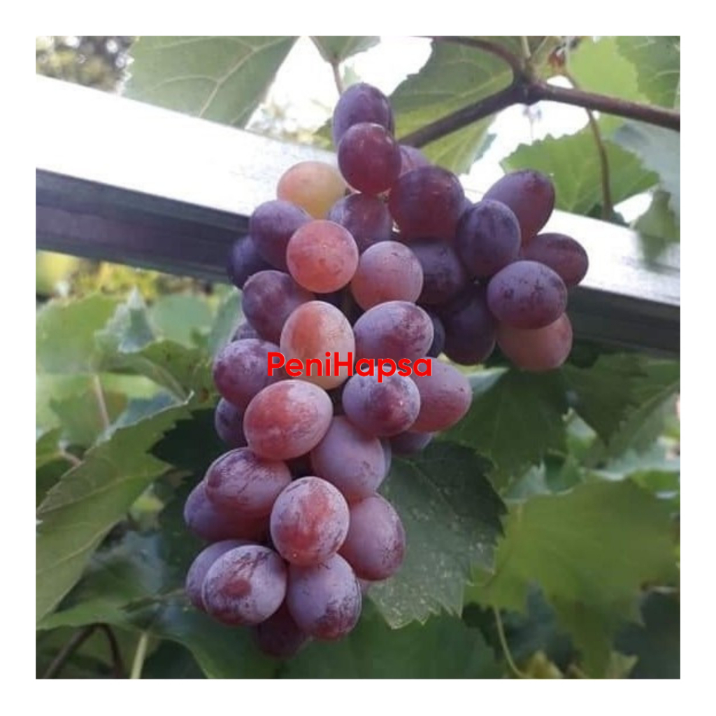 Jual Bibit Anggur Jupiter Batang Besar Super Cepat Berbuah | Shopee ...