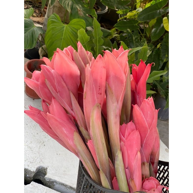 Jual kecombrang honje kincung kantan | Shopee Indonesia