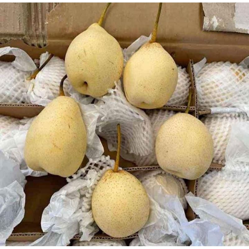 Jual Pear yalie buah pir 1 kg | Shopee Indonesia