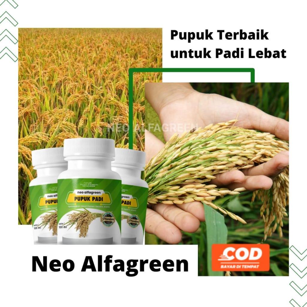 Jual Pupuk Penyubur Padi Pupuk Peningkat Hasil Panen Padi Pupuk Booster ...