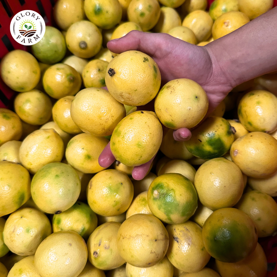 Jual Buah Jeruk Lemon Sayur Fresh 1 kg By GloryFoodIndonesia | Shopee ...