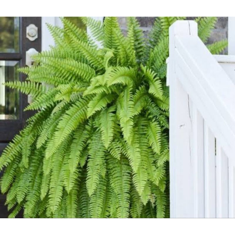 Jual tanaman hias pakis keriting/pakis Curly fern plant | Shopee Indonesia