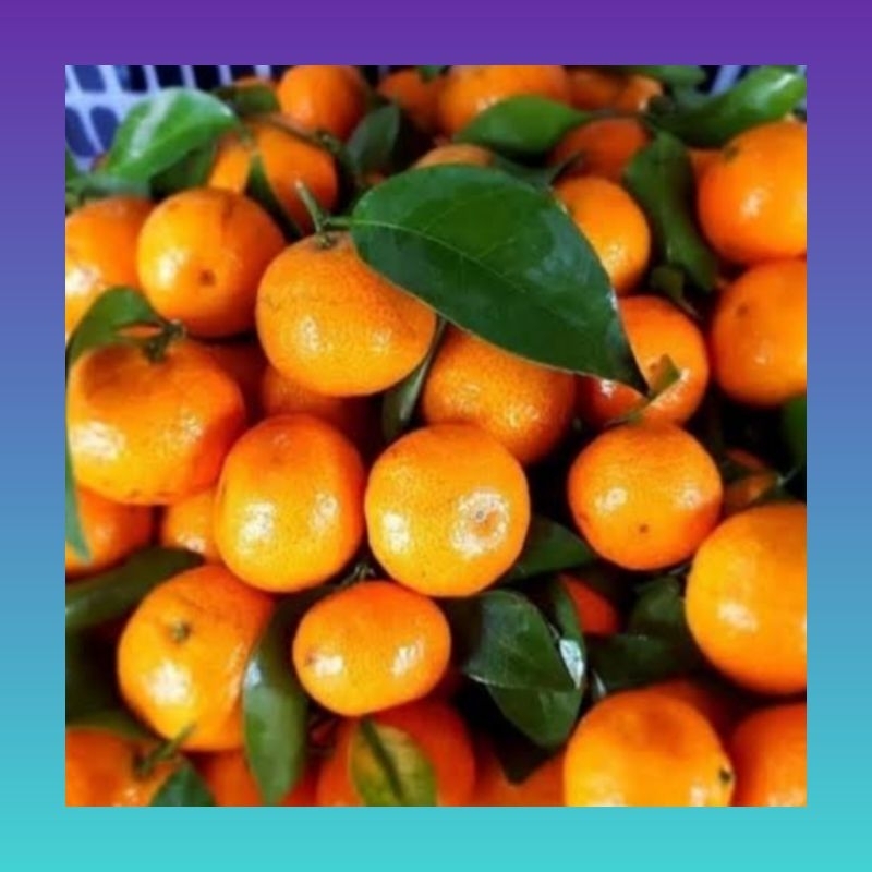 Jual Jeruk santang 1 kg fresh | Jeruk Santang segar 1 kg | Jeruk kecil ...