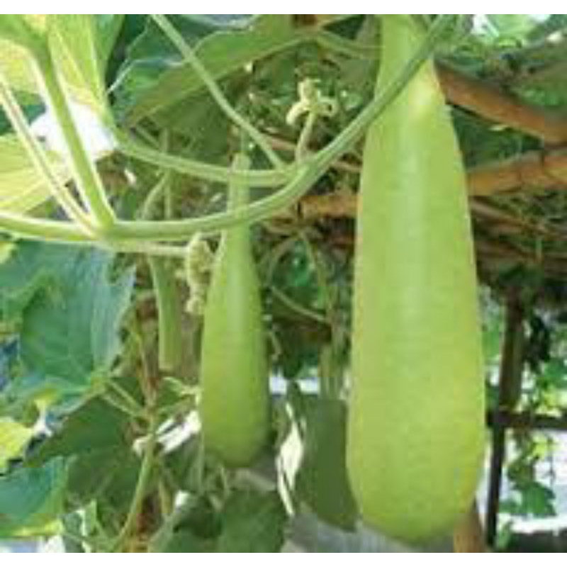 Jual 300 BIJI Benih Blonceng/Labu Air/labu putih Siap Tanam | Shopee ...