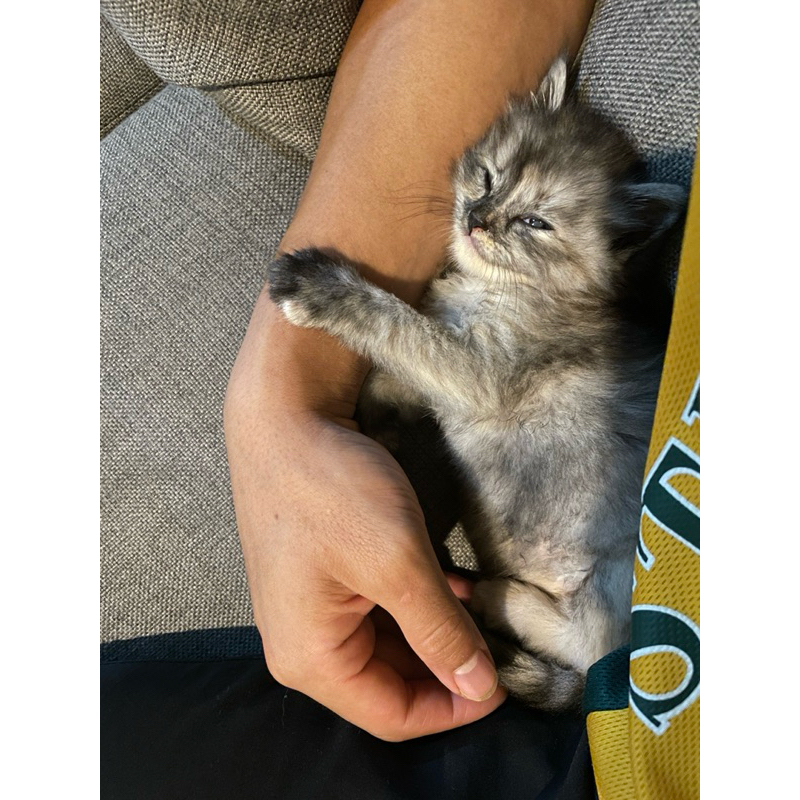 Jual anak kucing kitten persia anabul bulu kapas hitam abu | Shopee ...