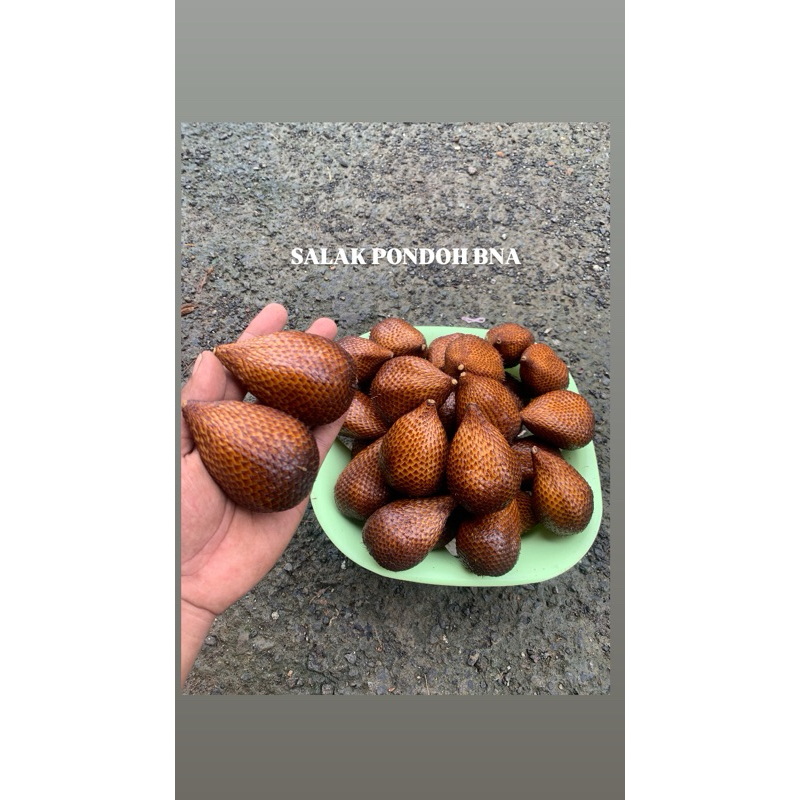 Jual Salak Pondoh Buah Salak Fresh Pondoh 1kg isi 10-13 Biji Asli ...
