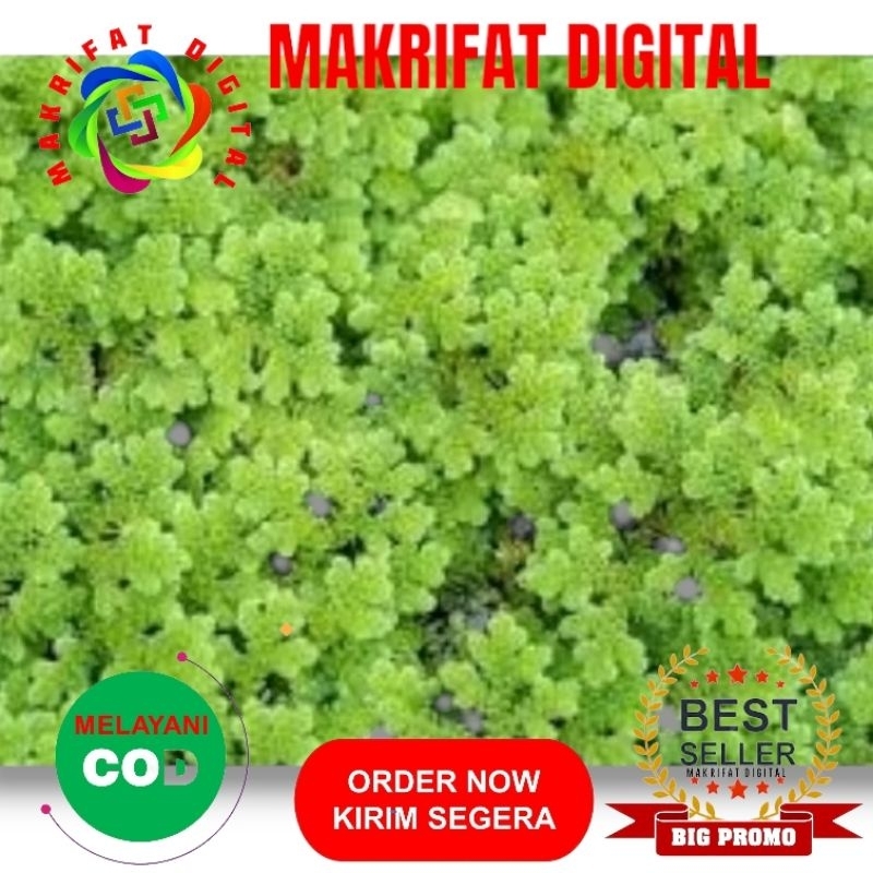 Jual MAKRIFAT DIGITAL Paket 5 Kg Rumput Air AZOLLA Protein Tinggi Pakan ...
