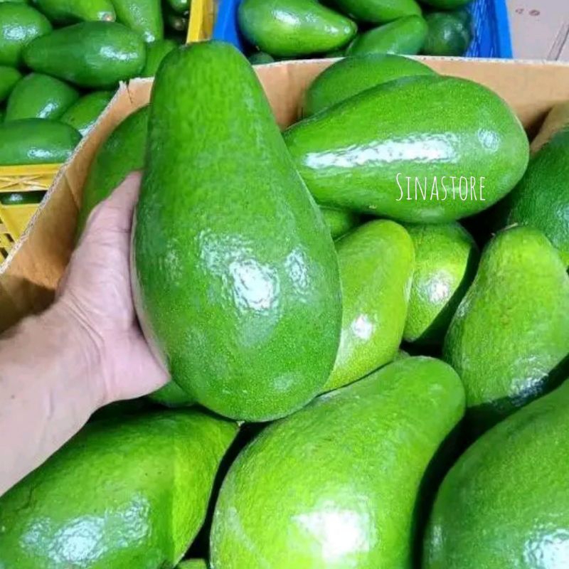 Jual Alpukat Pluwang Fresh 1kg | Shopee Indonesia