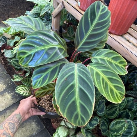 Jual Calathea Equadoriana | Tanaman Hias Calathea | Caltea | Shopee ...